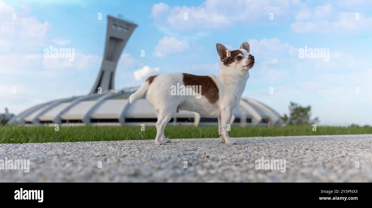 Chihuahua dog in front of a Olympique stadium in montreal Stock Photo ...