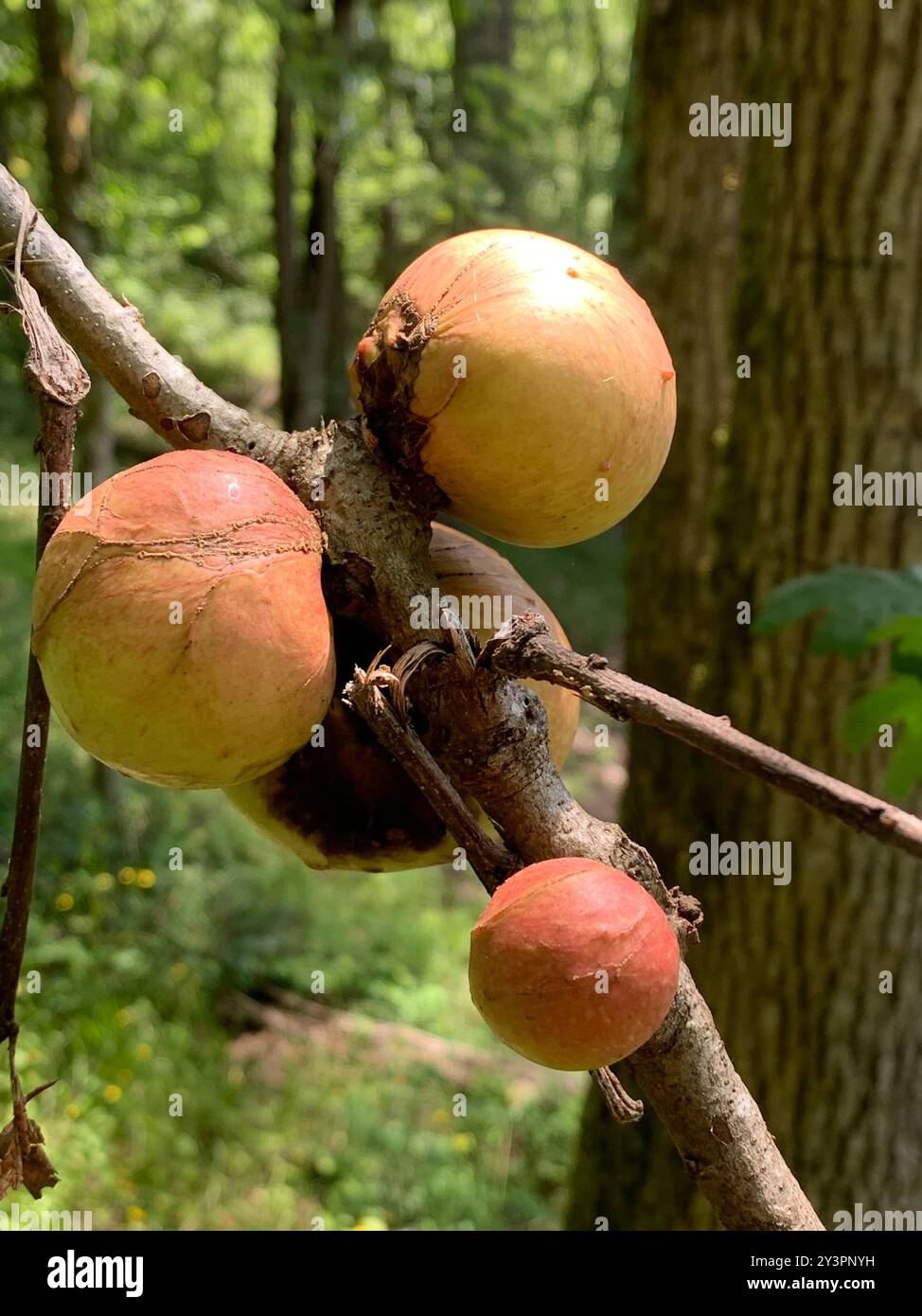 California Gall Wasp (Andricus quercuscalifornicus) Insecta Stock Photo ...