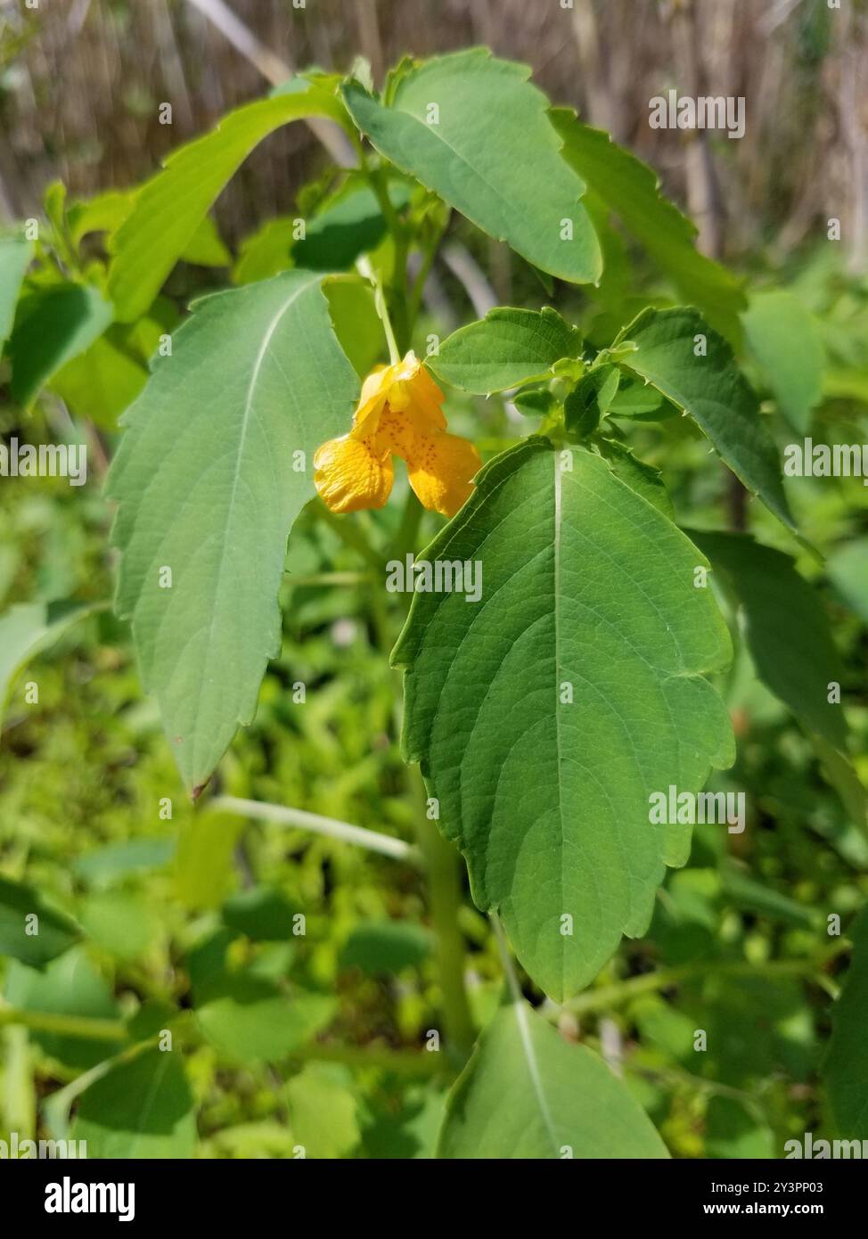 common jewelweed (Impatiens capensis) Plantae Stock Photo - Alamy