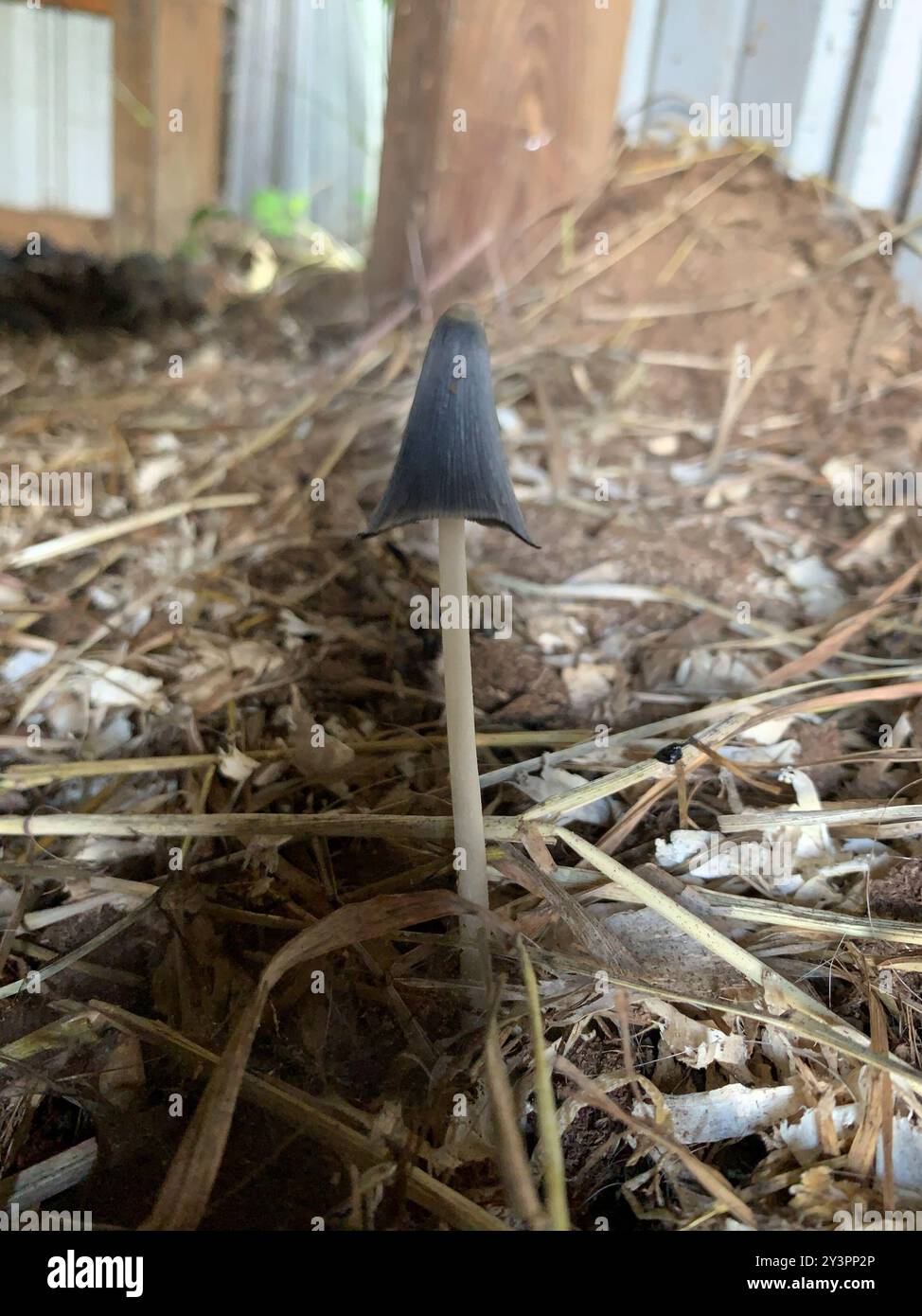 Brittlestems and Allies (Psathyrellaceae) Fungi Stock Photo - Alamy