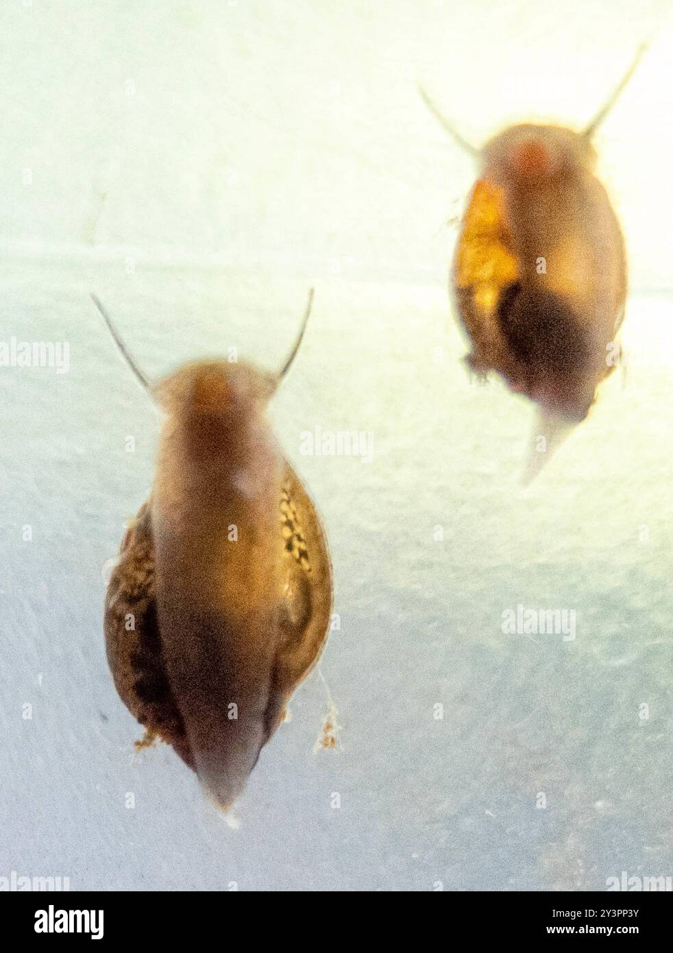Bladder Snails (Physidae) Mollusca Stock Photo - Alamy
