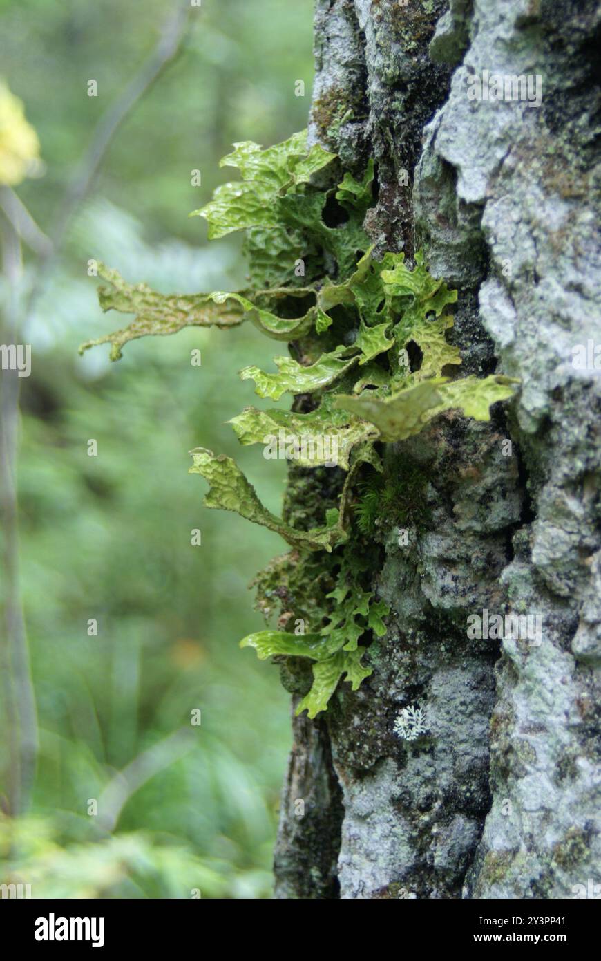 Tree Lungwort (Lobaria pulmonaria) Fungi Stock Photo - Alamy