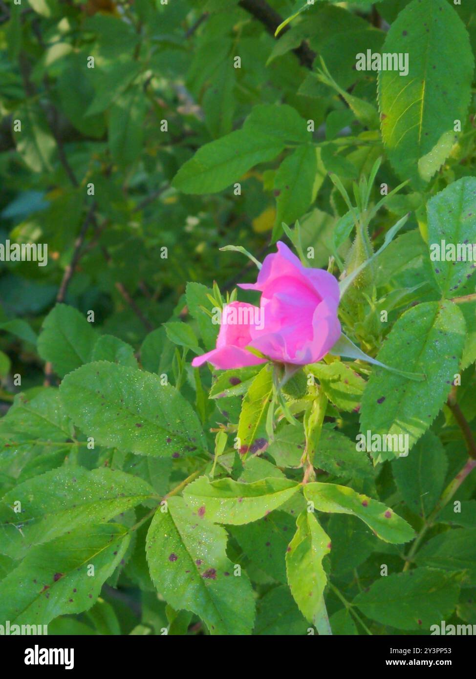 swamp rose (Rosa palustris) Plantae Stock Photo - Alamy