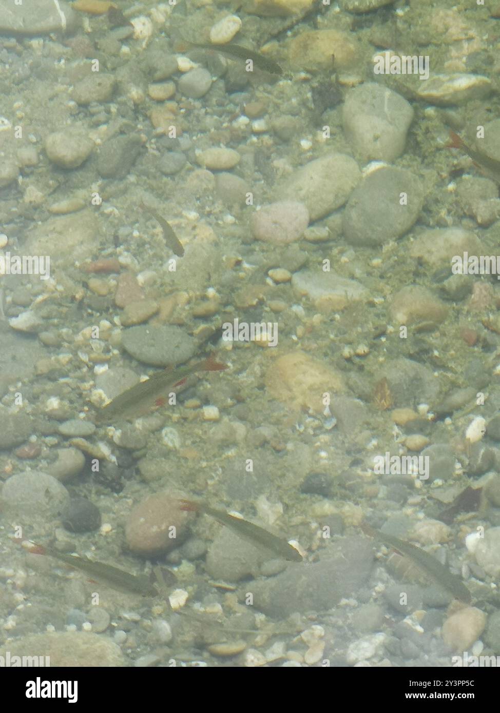 Common Rudd (Scardinius erythrophthalmus) Actinopterygii Stock Photo ...