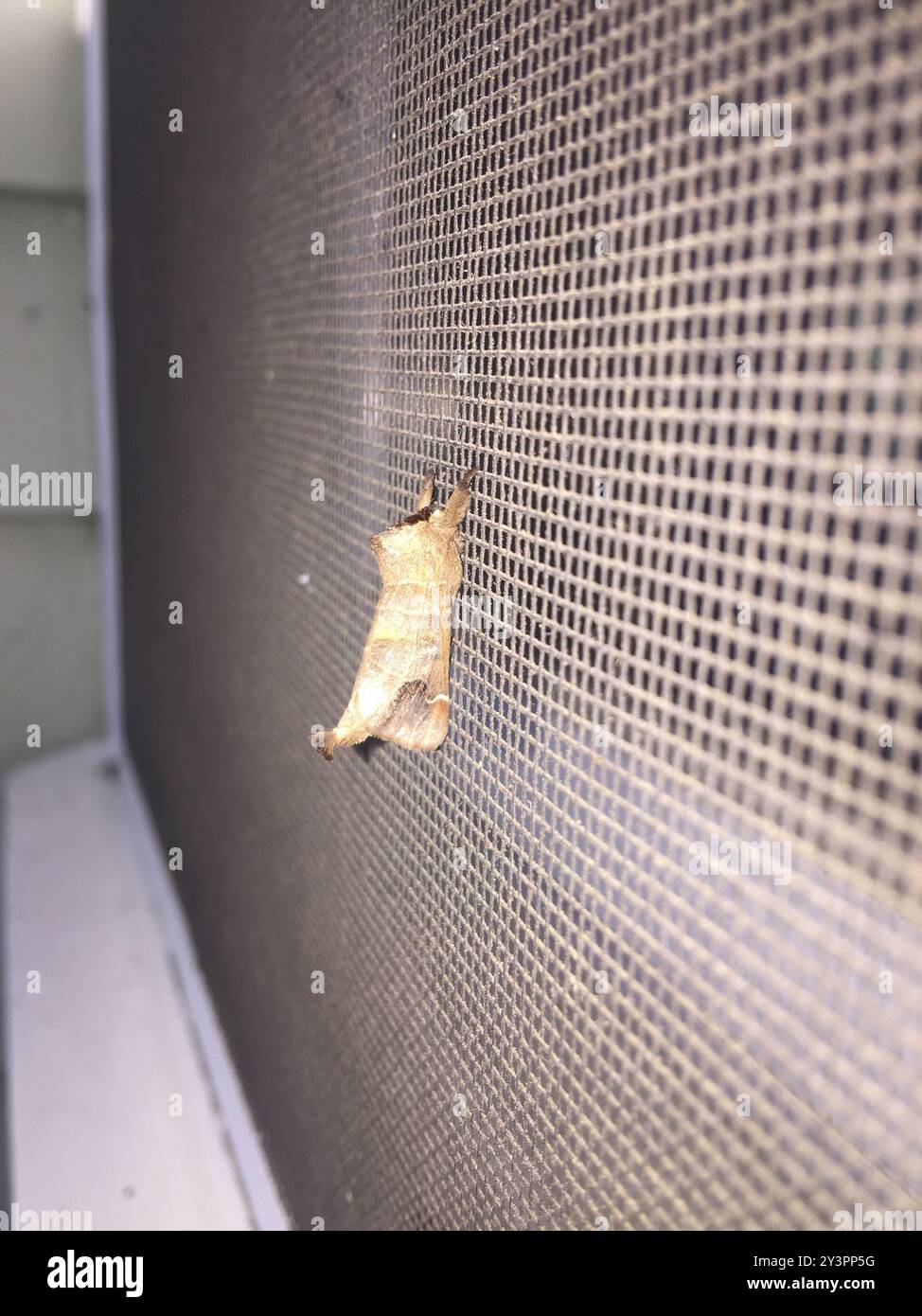 Sigmoid Prominent (Clostera albosigma) Insecta Stock Photo - Alamy