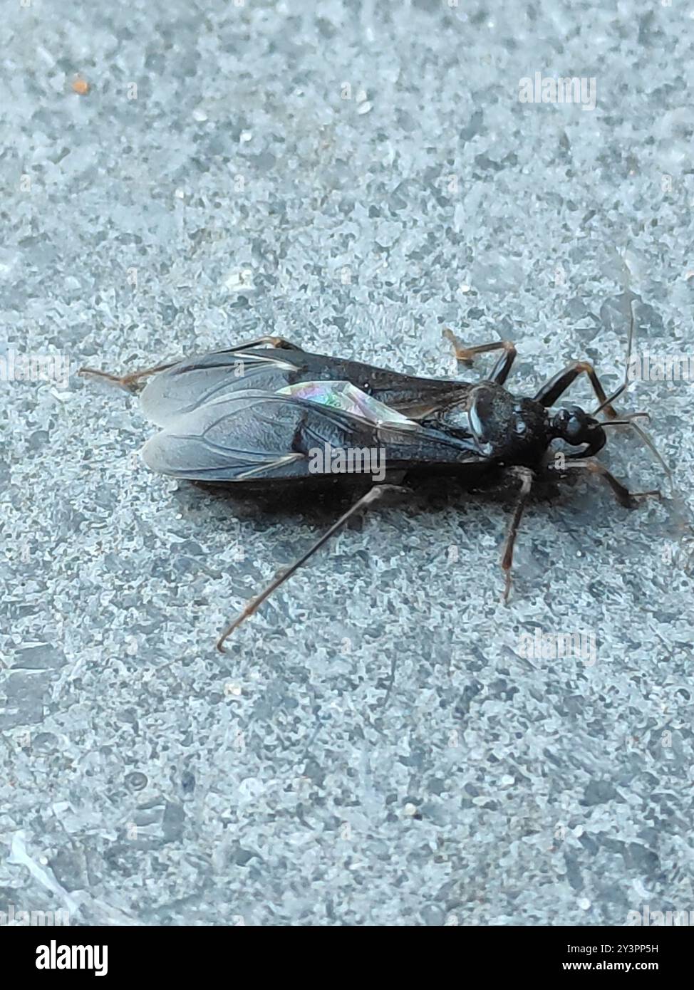 Masked Hunter (Reduvius personatus) Insecta Stock Photo - Alamy