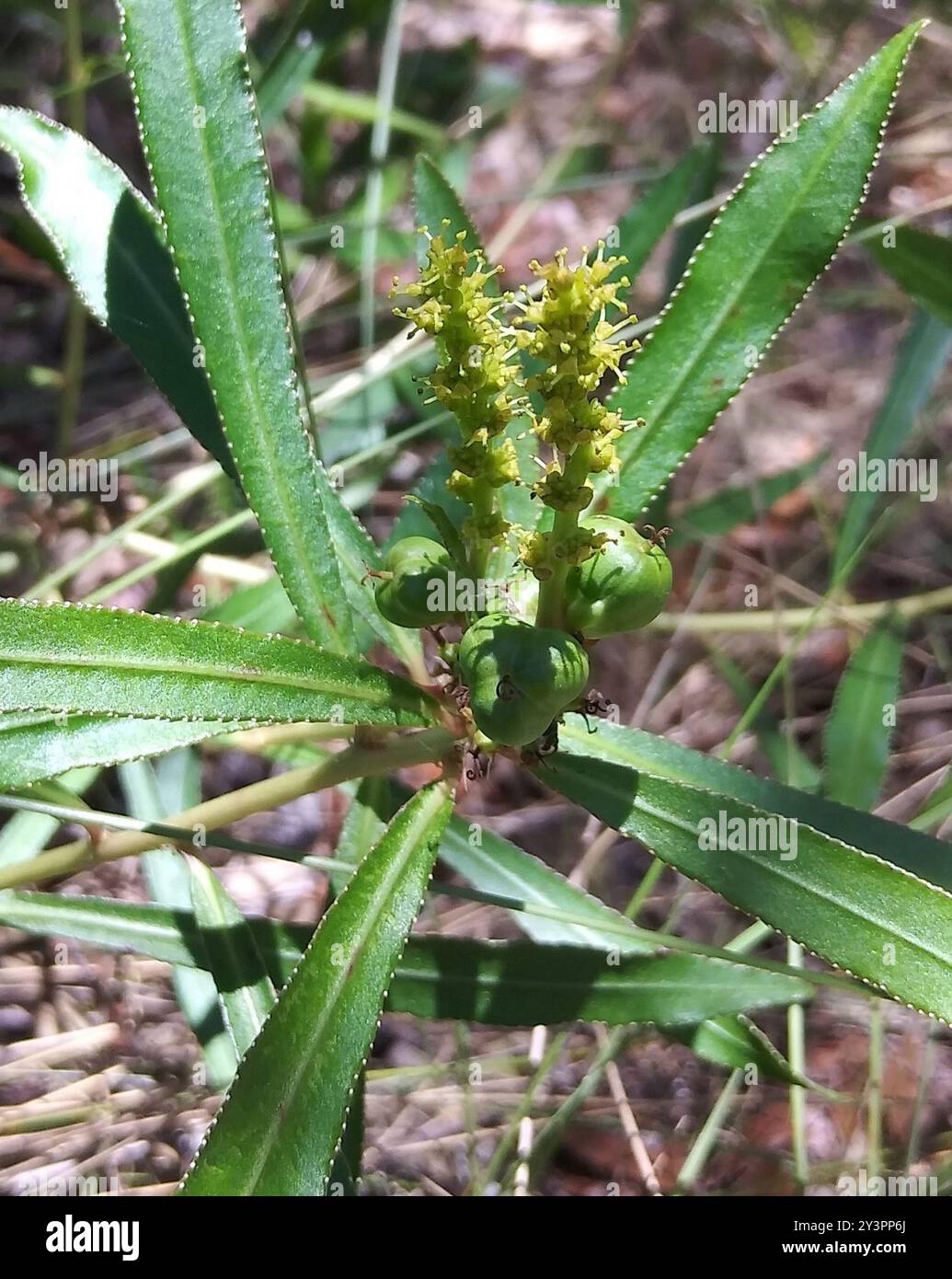 Queen's Delight (Stillingia sylvatica) Plantae Stock Photo - Alamy