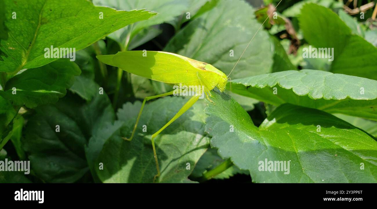 Oblong-winged Katydid (Amblycorypha oblongifolia) Insecta Stock Photo ...
