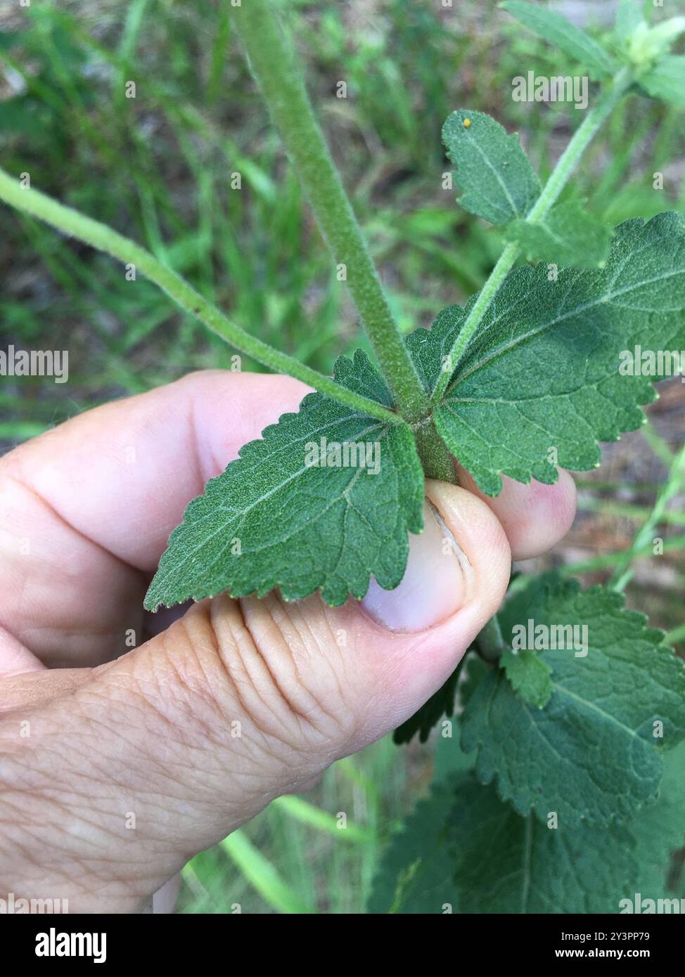 (Eupatorium rotundifolium rotundifolium) Plantae Stock Photo - Alamy