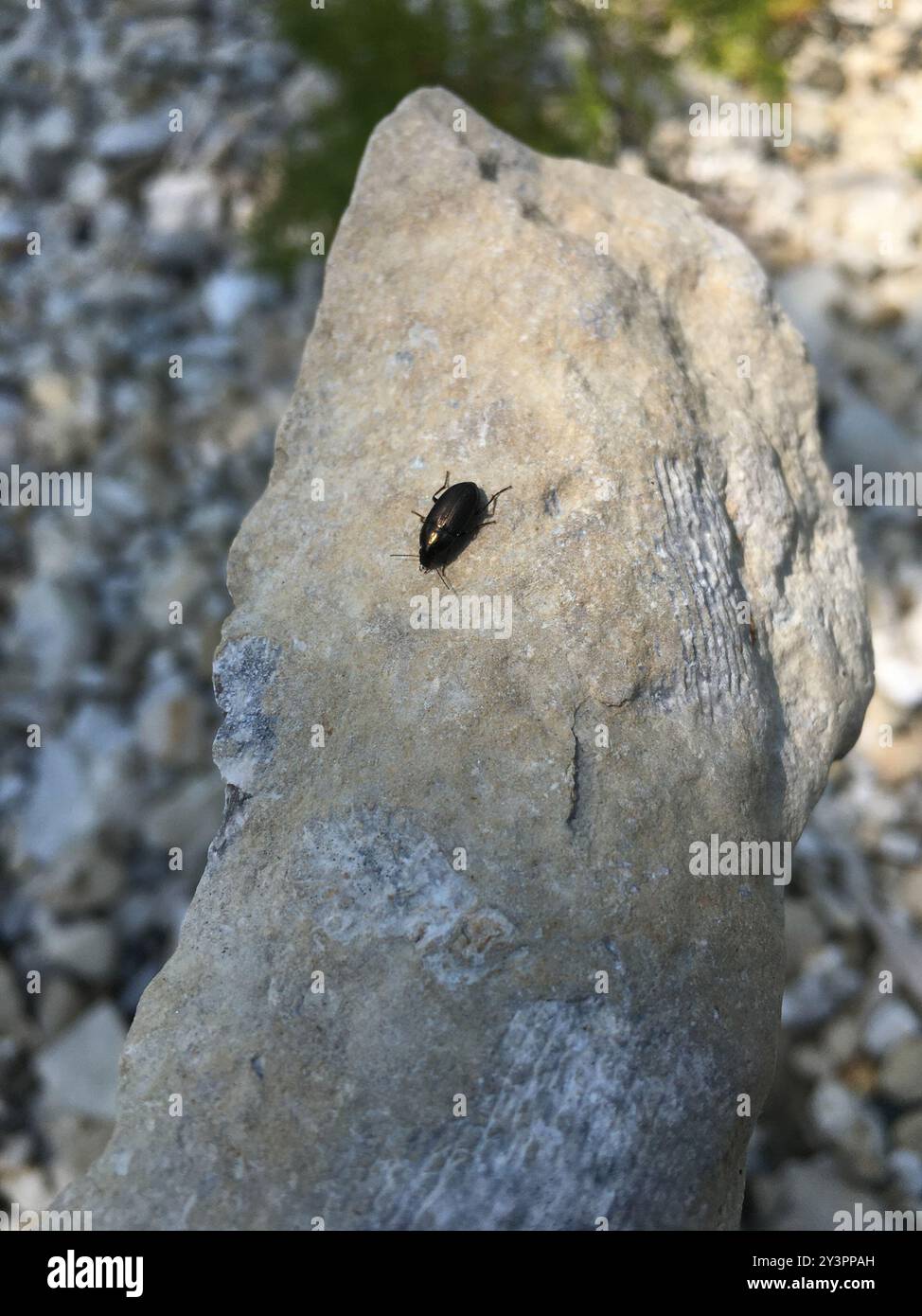 Ground and Water Beetles (Adephaga) Insecta Stock Photo - Alamy