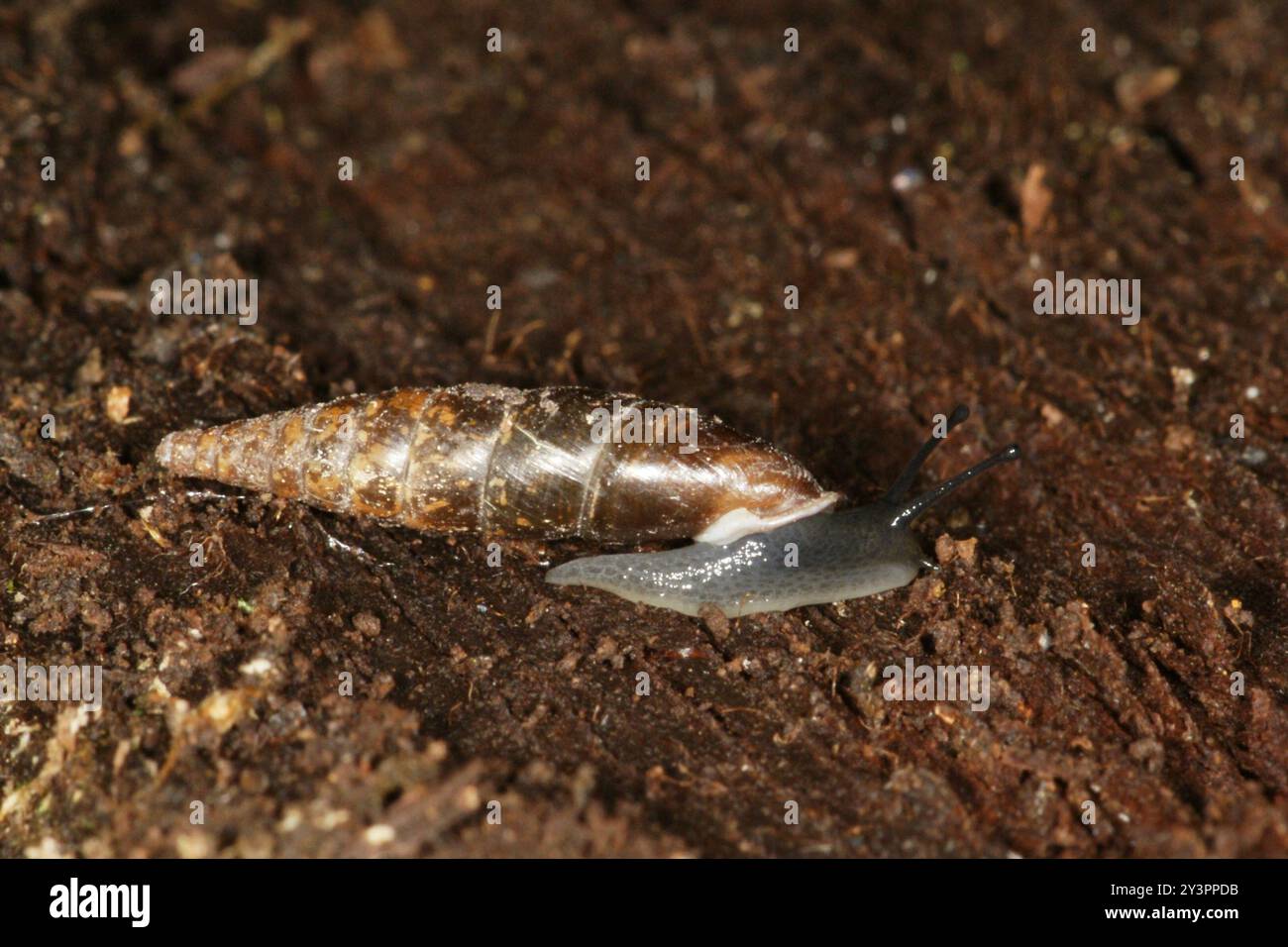 Plaited Door-snail (Cochlodina laminata) Mollusca Stock Photo - Alamy