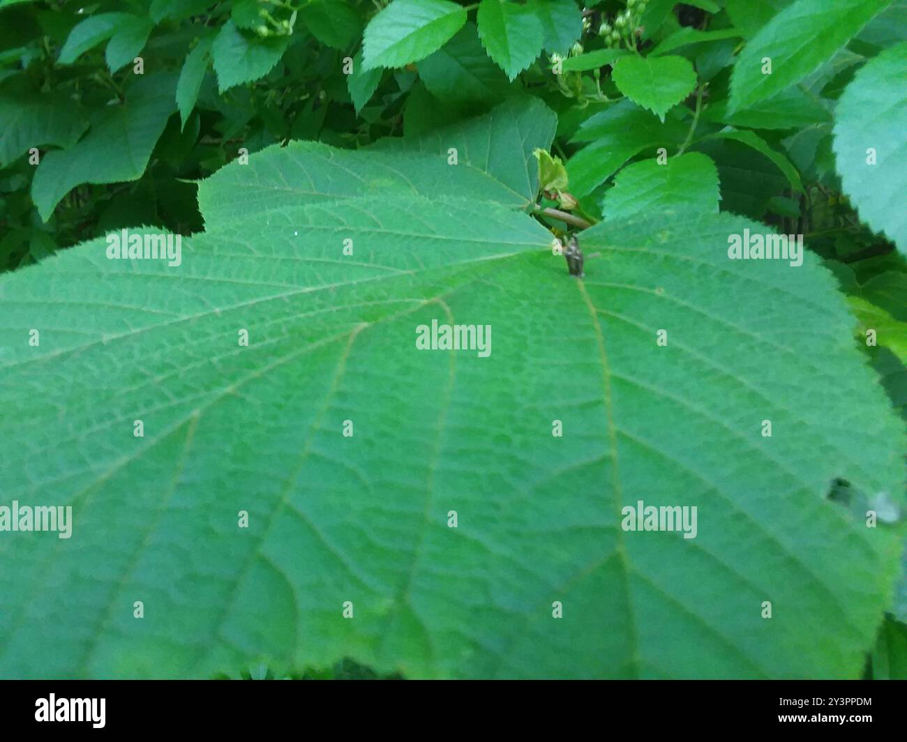 Common Bagworm Moth (Psyche casta) Insecta Stock Photo - Alamy