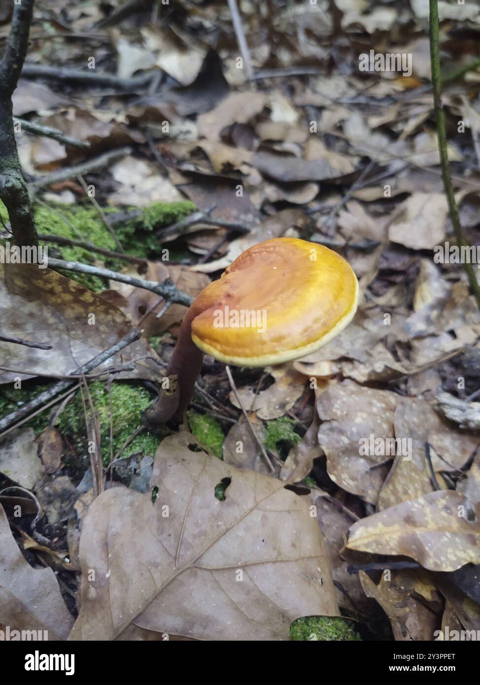 golden reishi (Ganoderma curtisii) Fungi Stock Photo - Alamy