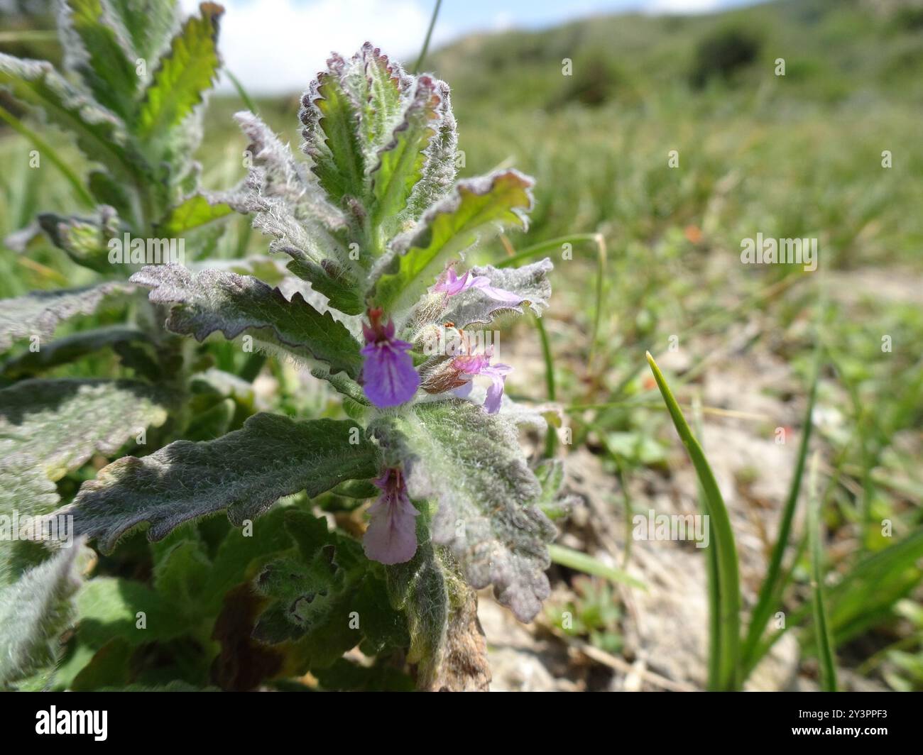 Water Germander (Teucrium scordium) Plantae Stock Photo - Alamy