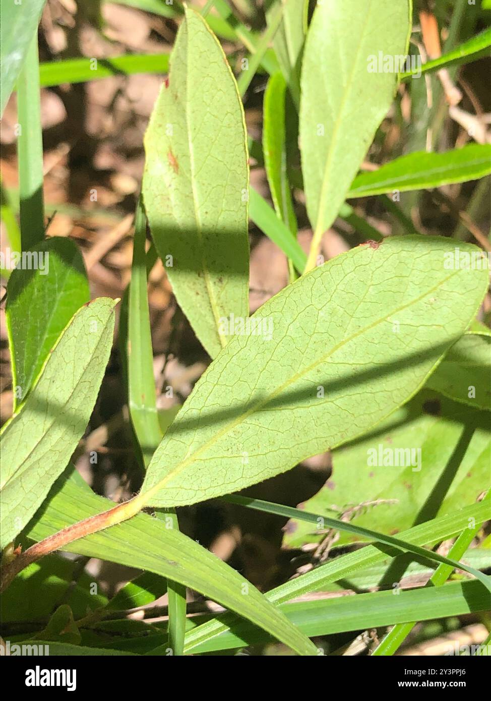 dwarf huckleberry (Gaylussacia dumosa) Plantae Stock Photo - Alamy