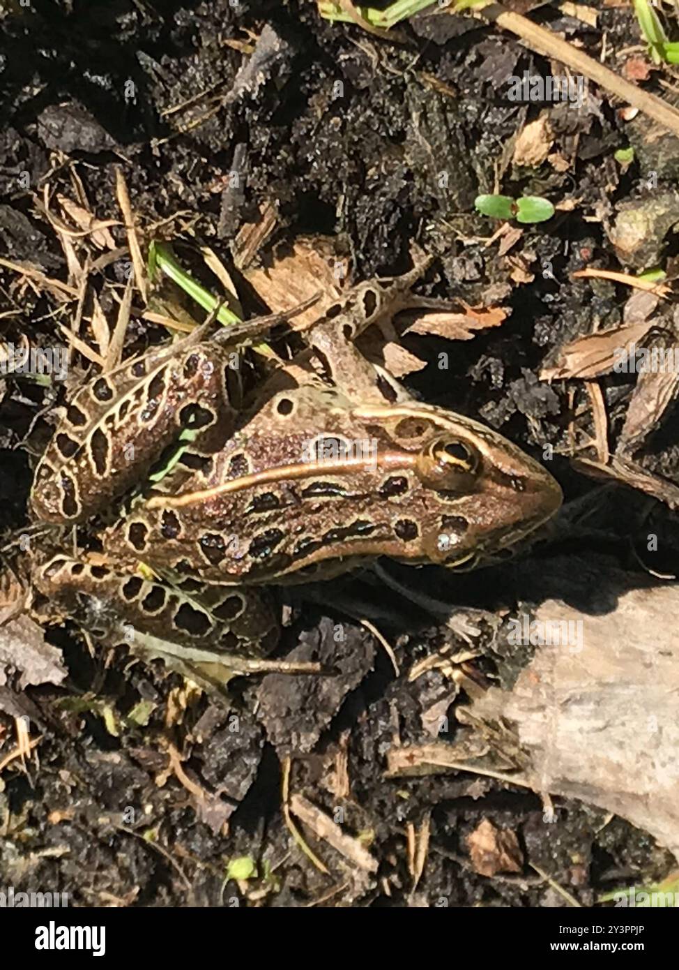 Northern Leopard Frog (Lithobates pipiens) Amphibia Stock Photo - Alamy