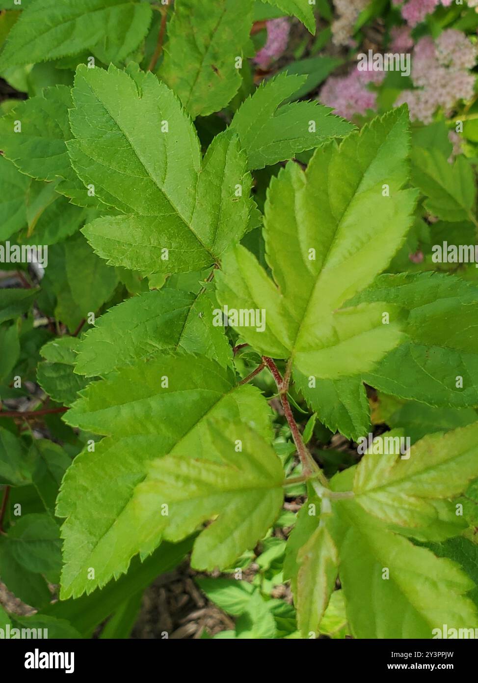 sweet crabapple (Malus coronaria) Plantae Stock Photo - Alamy