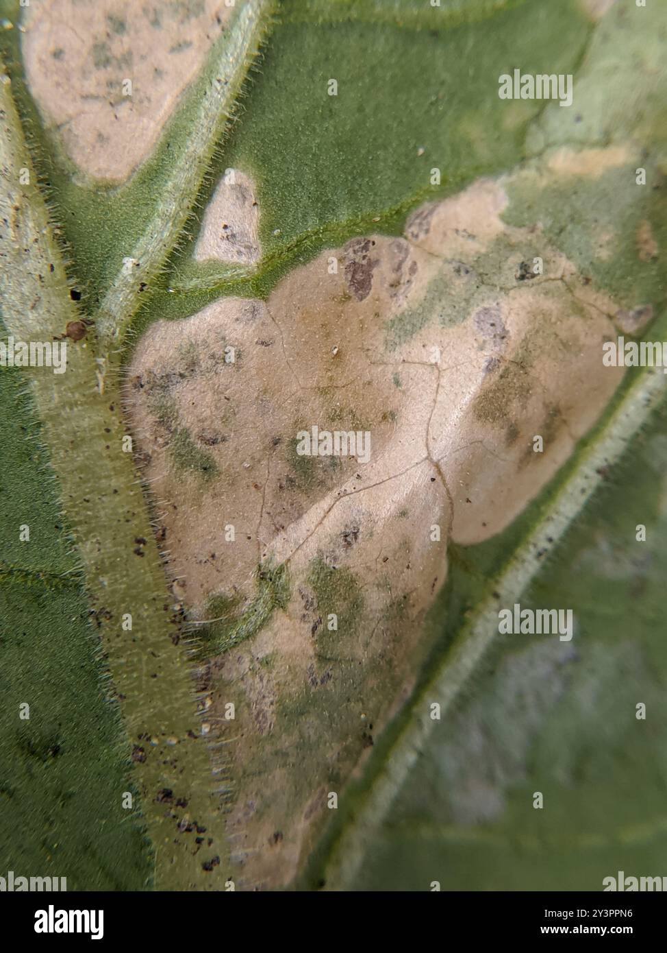 Spinach Leafminer (Pegomya hyoscyami) Insecta Stock Photo - Alamy