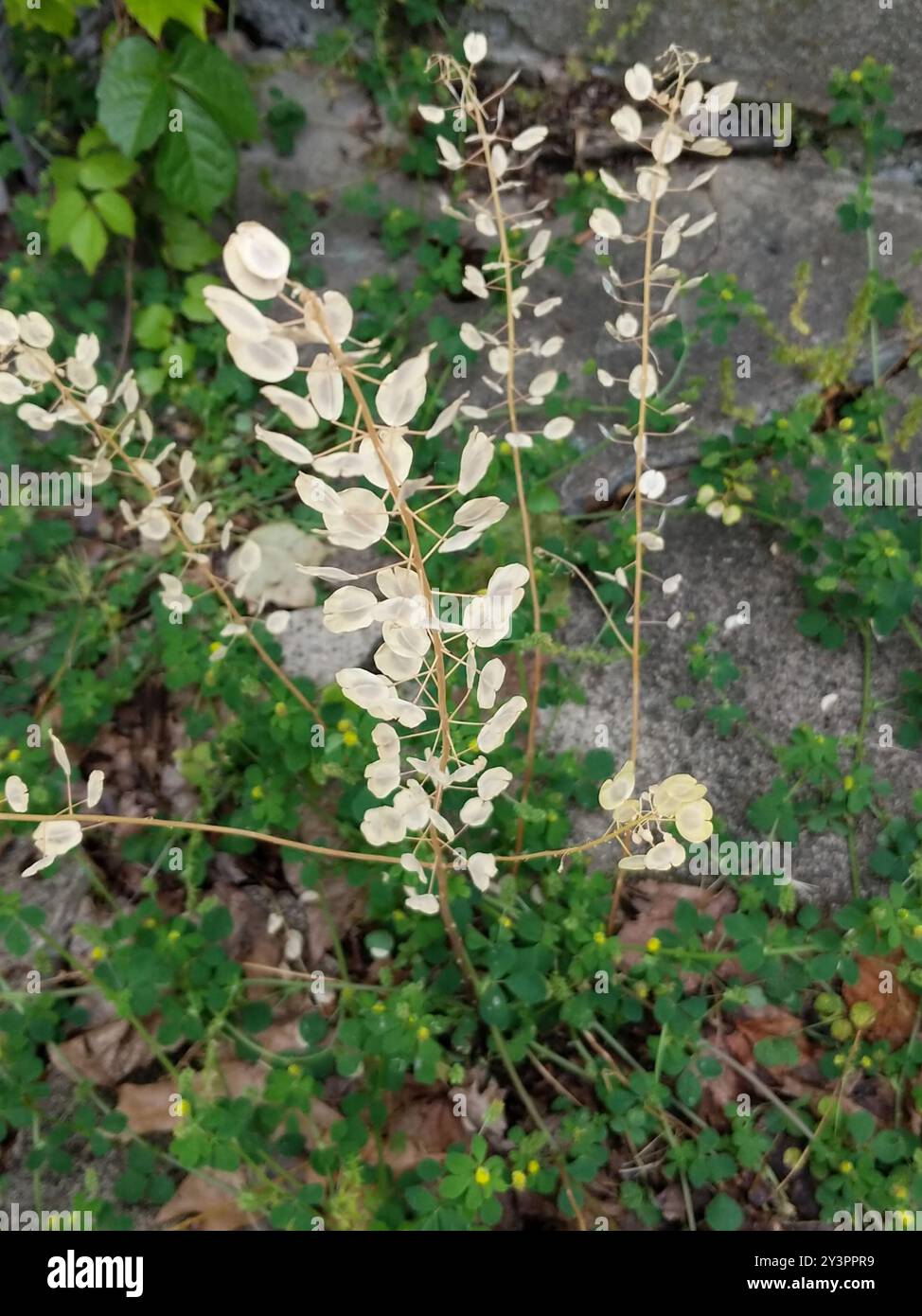 field penny-cress (Thlaspi arvense) Plantae Stock Photo - Alamy