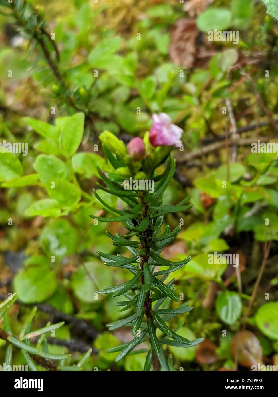pink mountainheath (Phyllodoce empetriformis) Plantae Stock Photo - Alamy