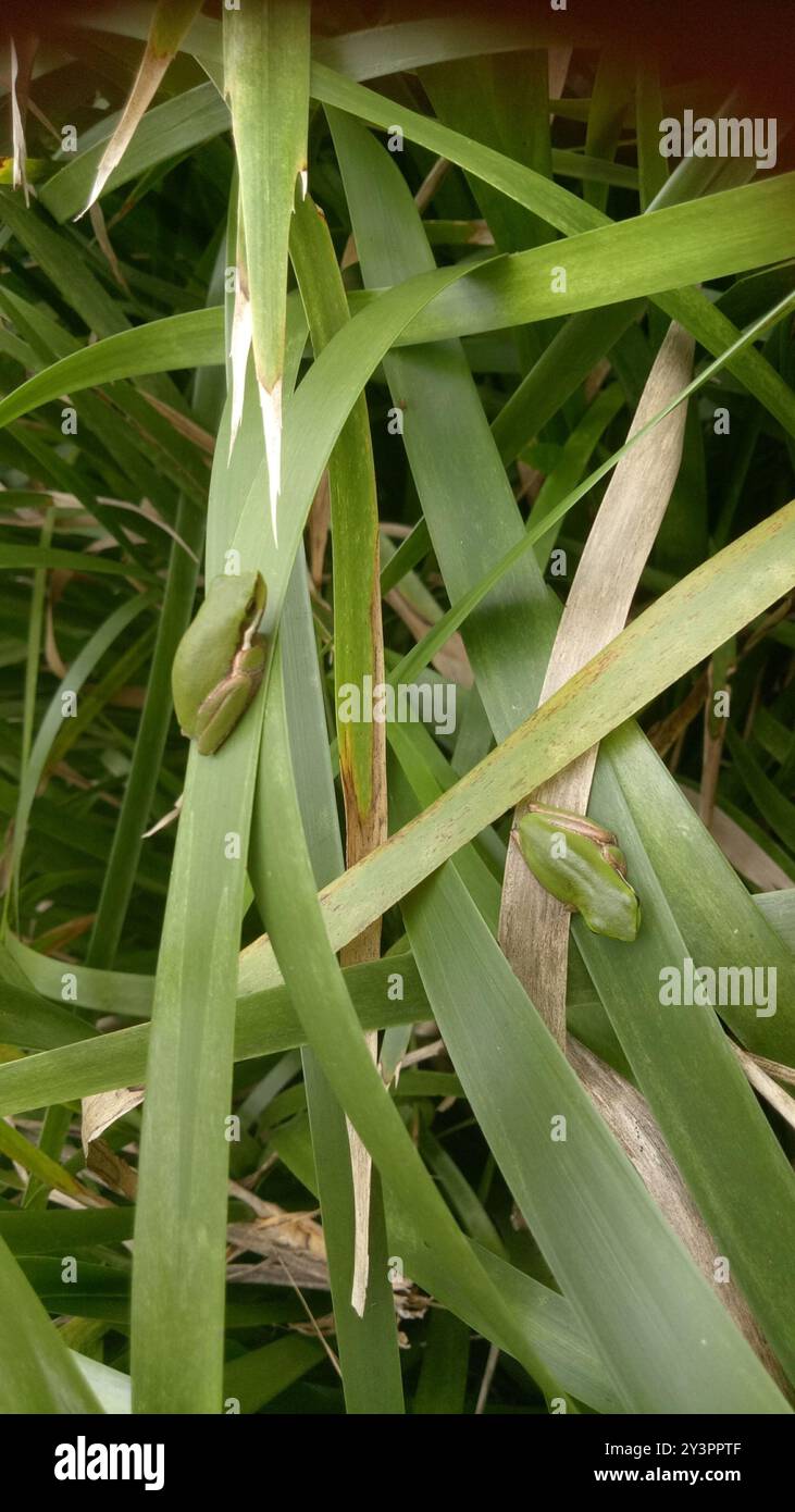 Eastern Dwarf Tree Frog (Litoria fallax) Amphibia Stock Photo - Alamy