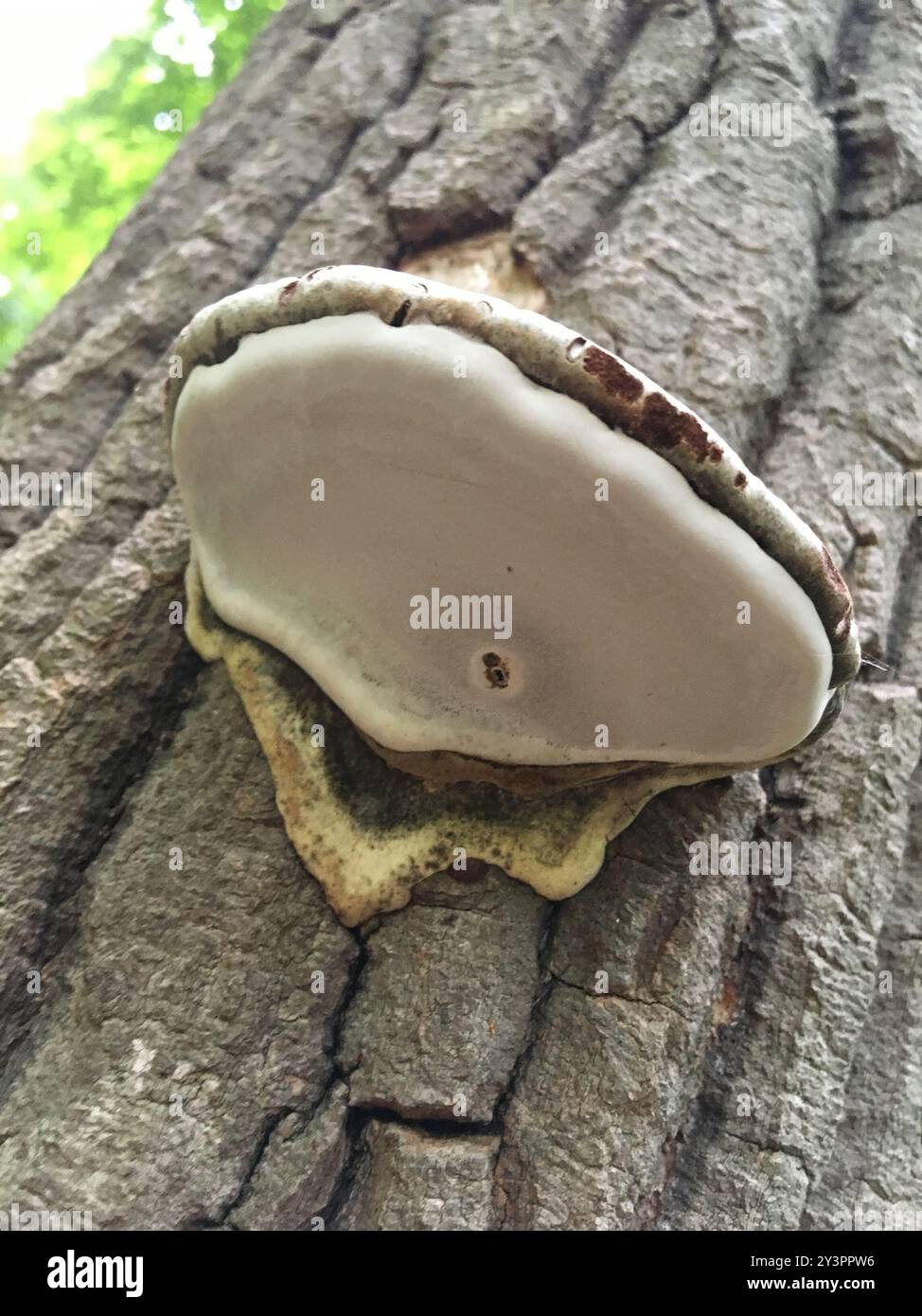 (Ganoderma megaloma) Fungi Stock Photo - Alamy