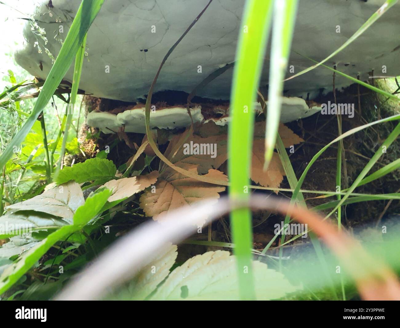 artist's bracket (Ganoderma applanatum) Fungi Stock Photo - Alamy