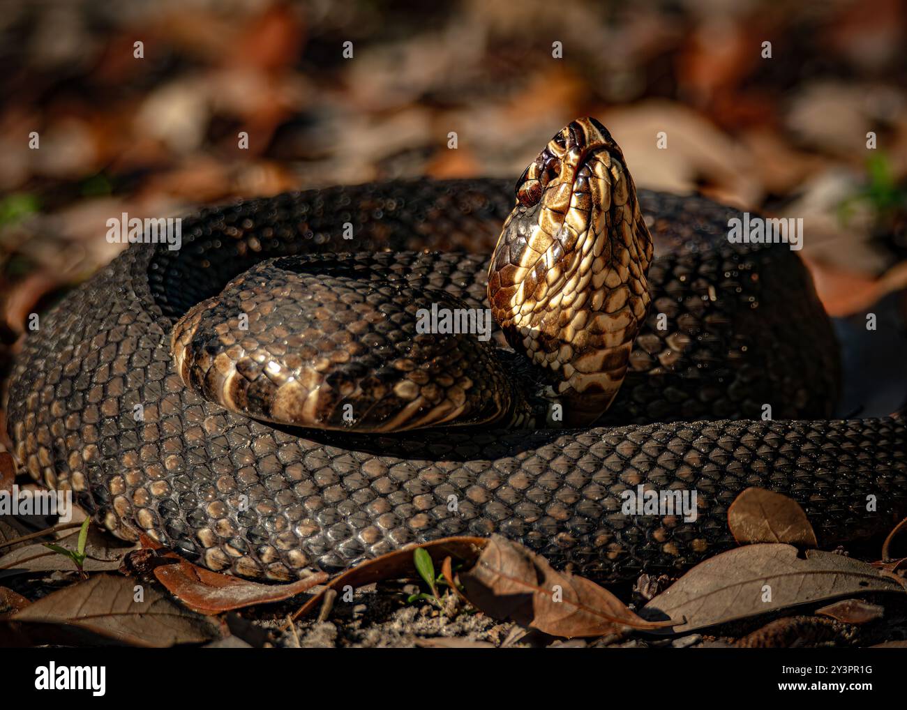 Cottonmouth snakes hi-res stock photography and images - Alamy