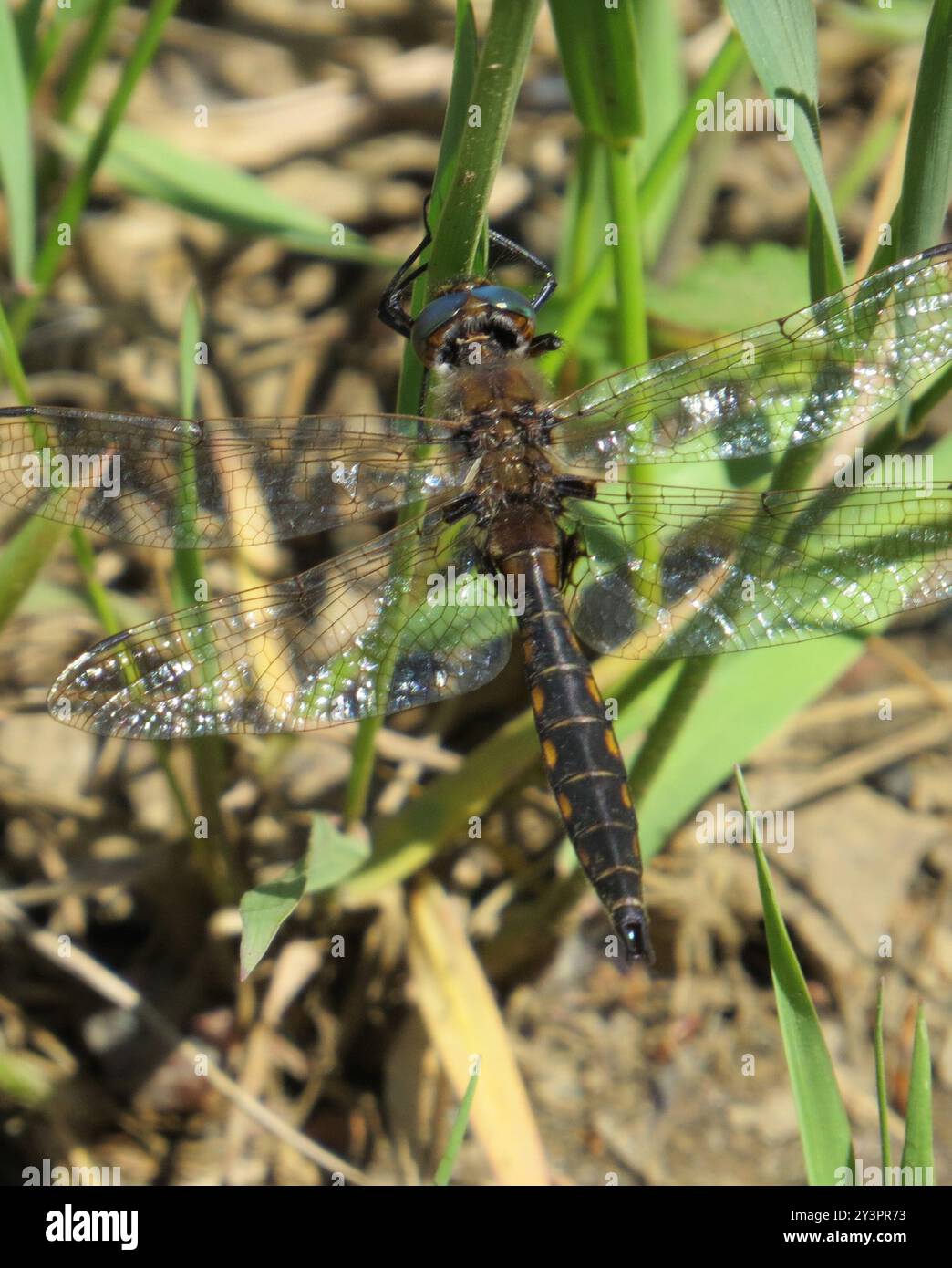 Beaverpond Baskettail (Epitheca canis) Insecta Stock Photo - Alamy