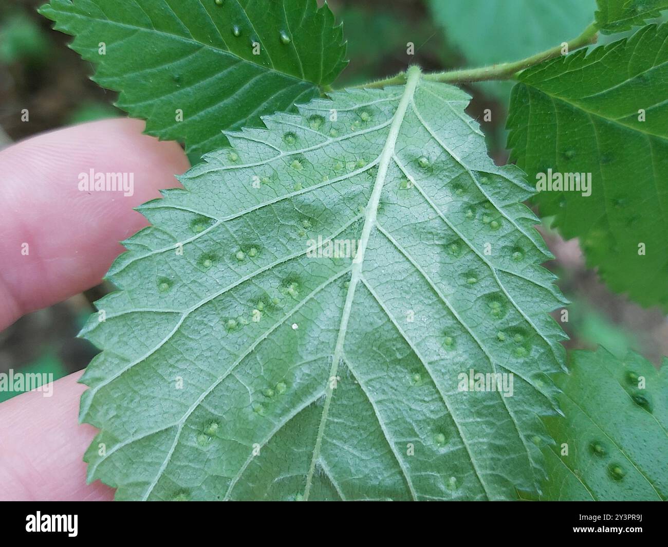 Elm Leaf Gall Mite (Aceria campestricola) Arachnida Stock Photo - Alamy
