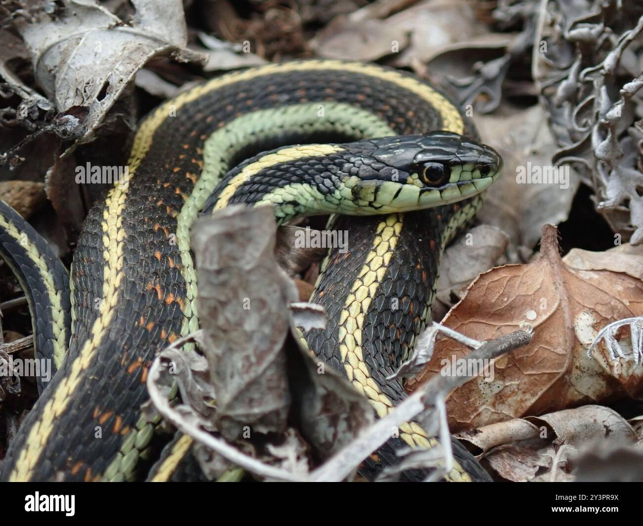 Common Garter Snake (Thamnophis sirtalis) Reptilia Stock Photo - Alamy