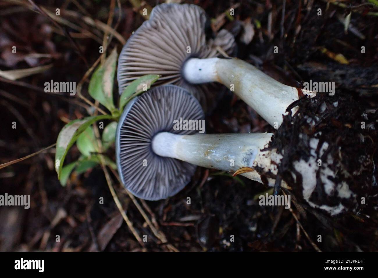elegant blue webcap (Cortinarius rotundisporus) Fungi Stock Photo - Alamy