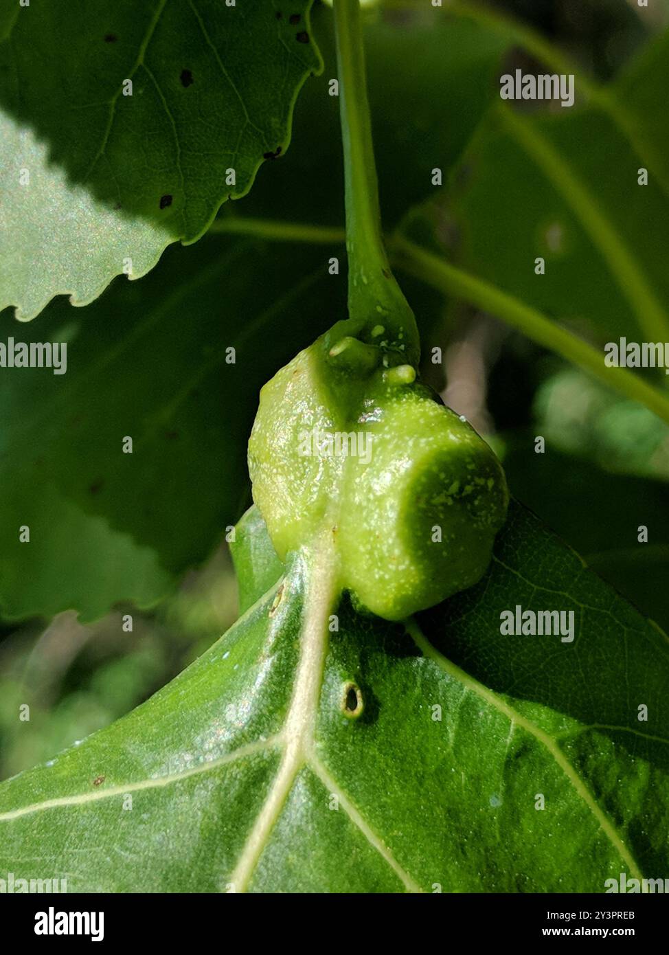 Poplar Leaf-stem Gall Aphids (Pemphigus) Insecta Stock Photo - Alamy