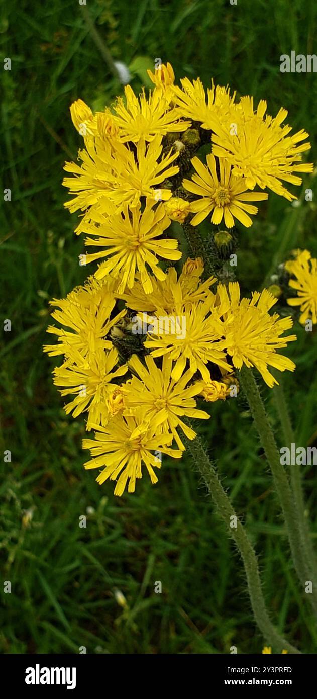 meadow hawkweed (Pilosella caespitosa) Plantae Stock Photo - Alamy
