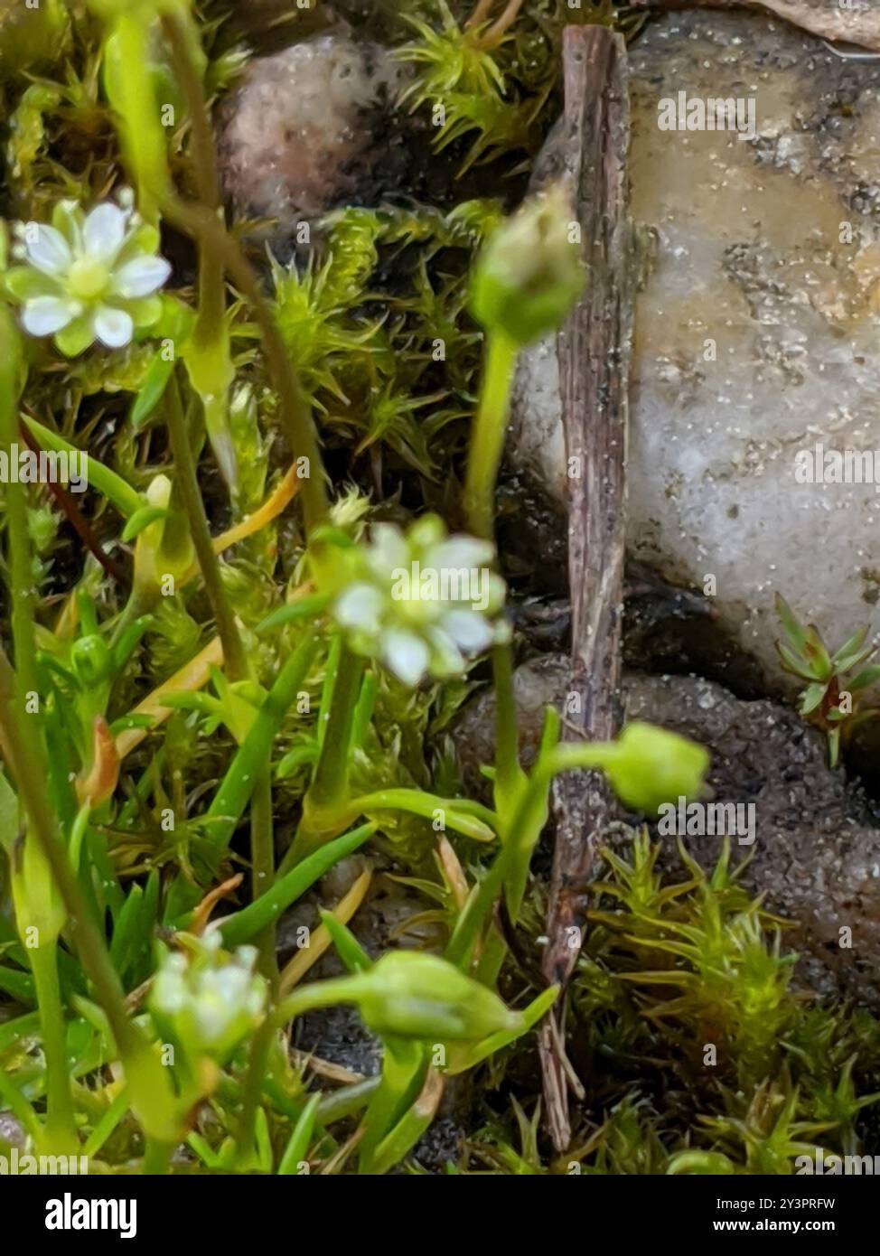 Alpine Pearlwort (Sagina saginoides) Plantae Stock Photo - Alamy