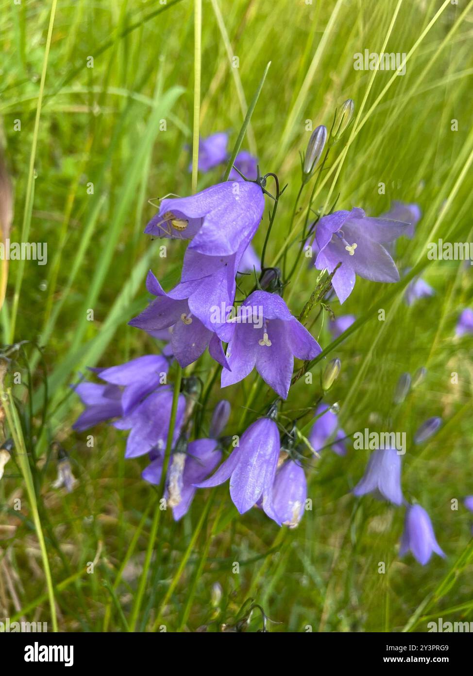 Common Harebell (Campanula rotundifolia) Plantae Stock Photo - Alamy