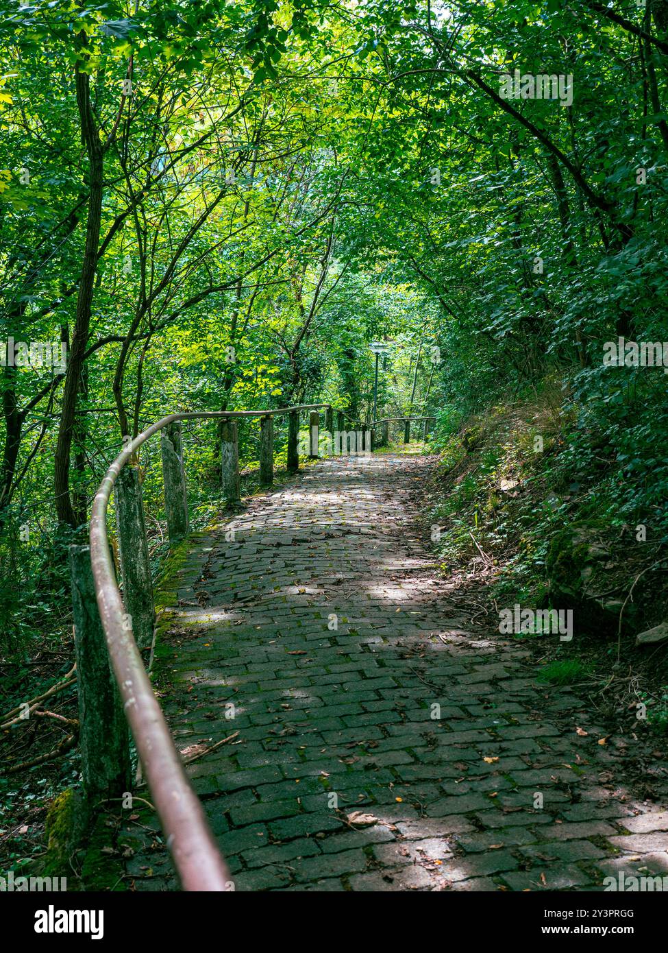 A Footage of a cobbled path in a German forest Stock Photo - Alamy