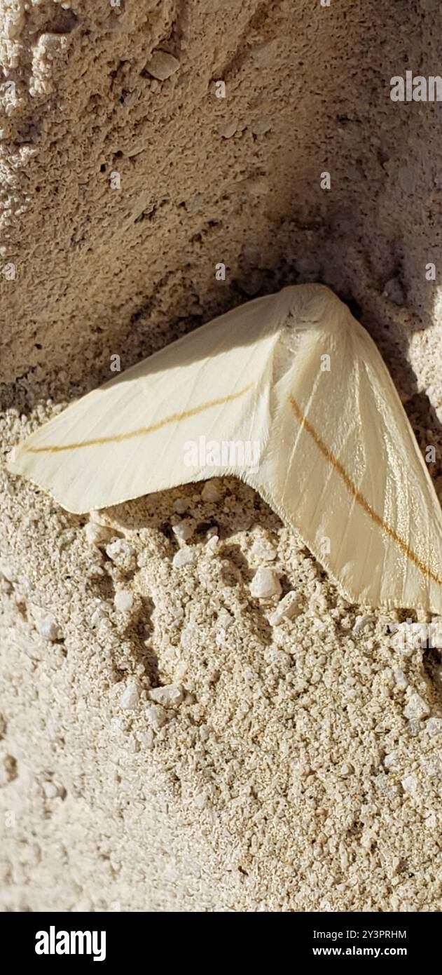 White Slant-line (Tetracis cachexiata) Insecta Stock Photo - Alamy