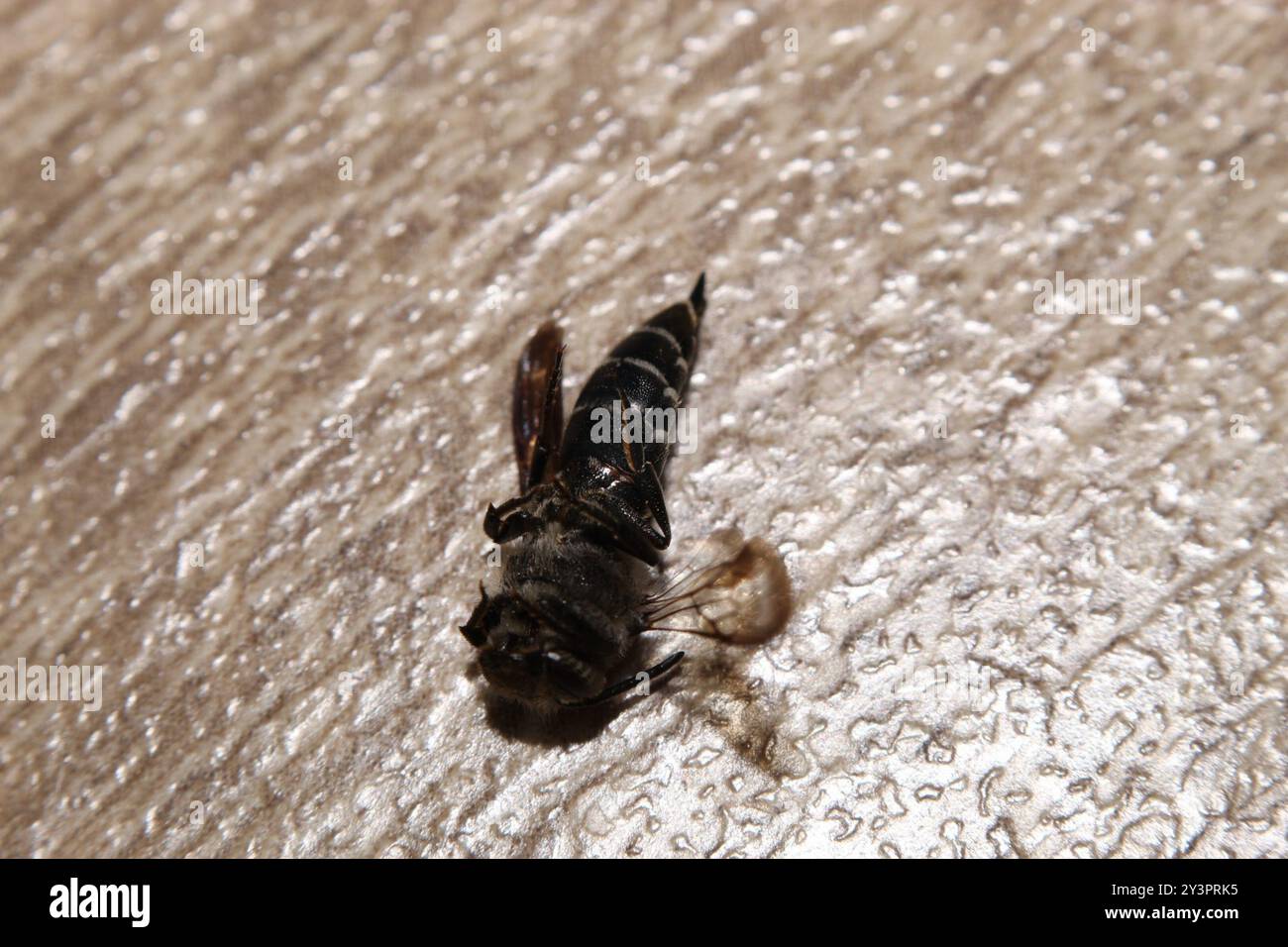 Shiny vented sharp tail bee hi-res stock photography and images - Alamy