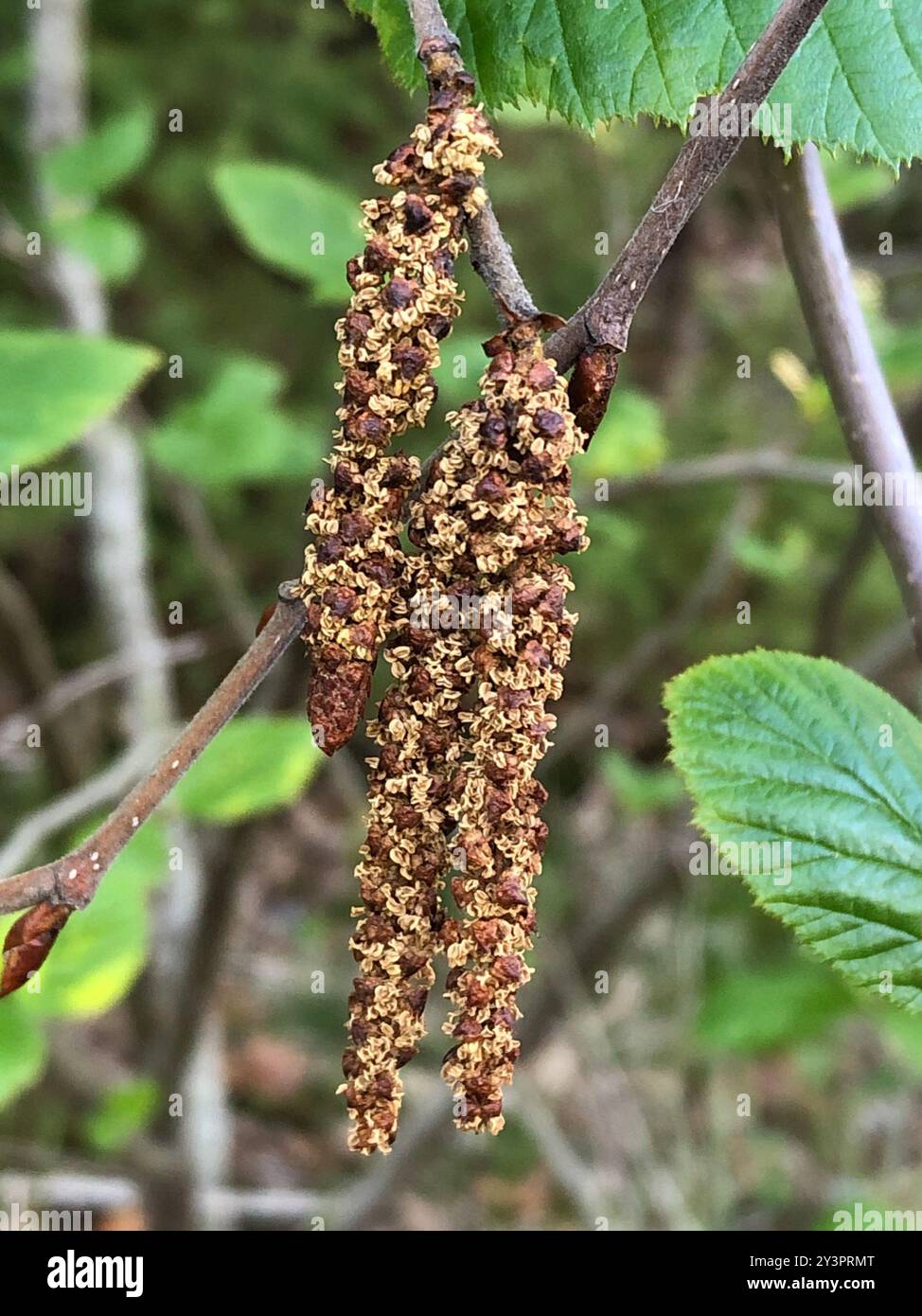mountain alder (Alnus alnobetula crispa) Plantae Stock Photo - Alamy