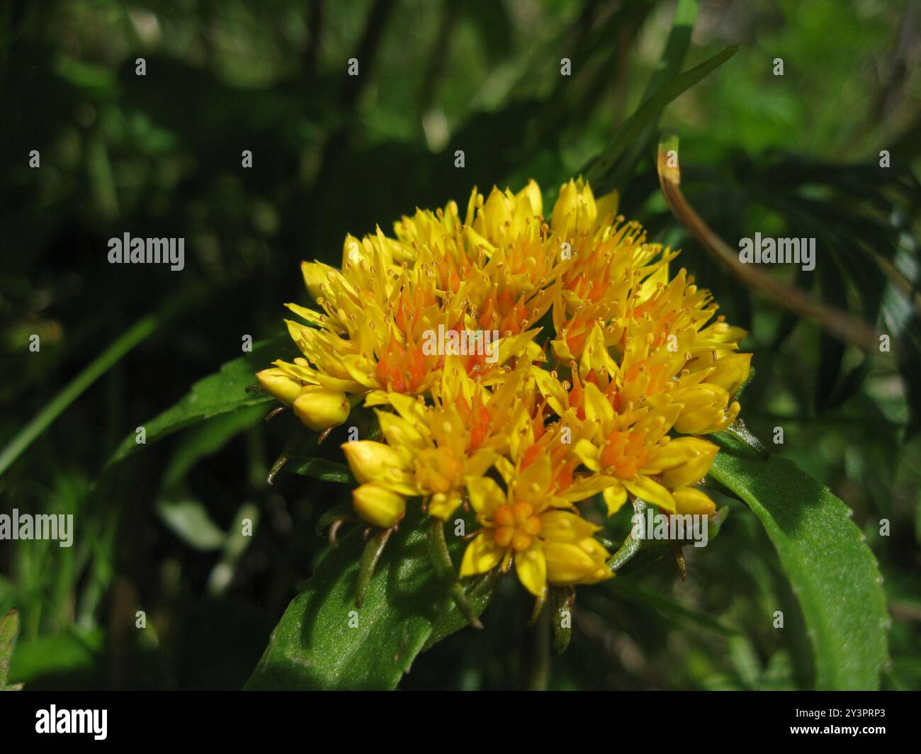 Aizoon Stonecrop (Phedimus aizoon) Plantae Stock Photo - Alamy