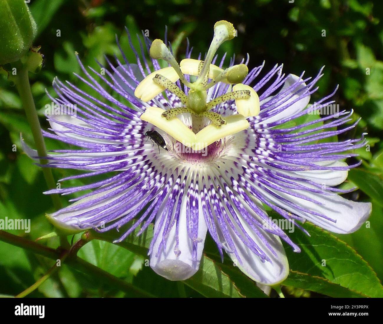 purple passionflower (Passiflora incarnata) Plantae Stock Photo - Alamy