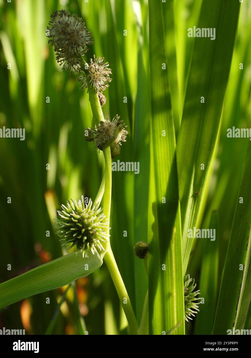 Branched Bur-reed (Sparganium erectum) Plantae Stock Photo - Alamy