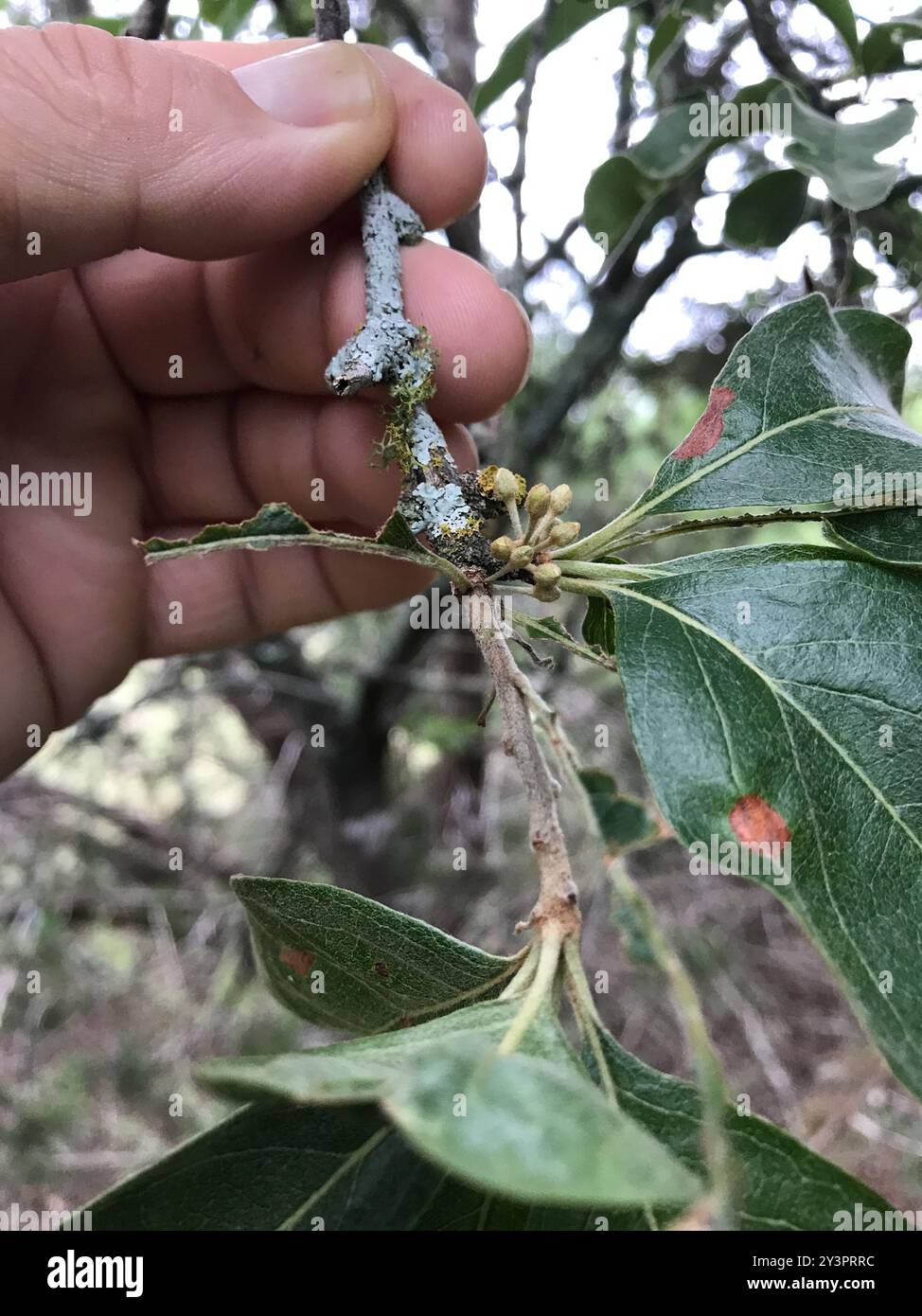Gum bumelia (Sideroxylon lanuginosum) Plantae Stock Photo - Alamy