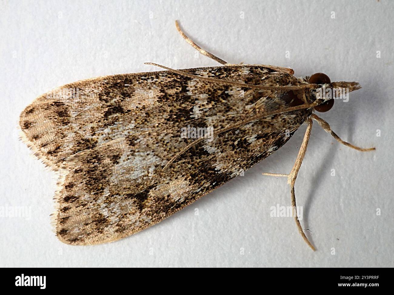Moss-eating Crambid Snout Moths (Scopariinae) Insecta Stock Photo - Alamy