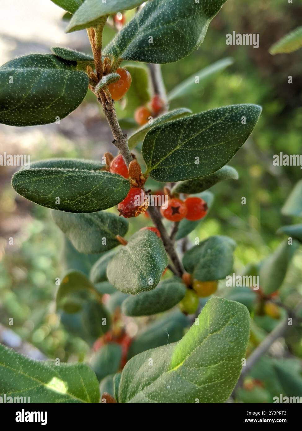 Canadian buffalo-berry (Shepherdia canadensis) Plantae Stock Photo - Alamy