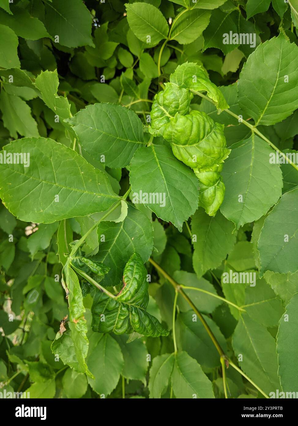 leafcurl ash aphid (Prociphilus fraxinifolii) Insecta Stock Photo - Alamy