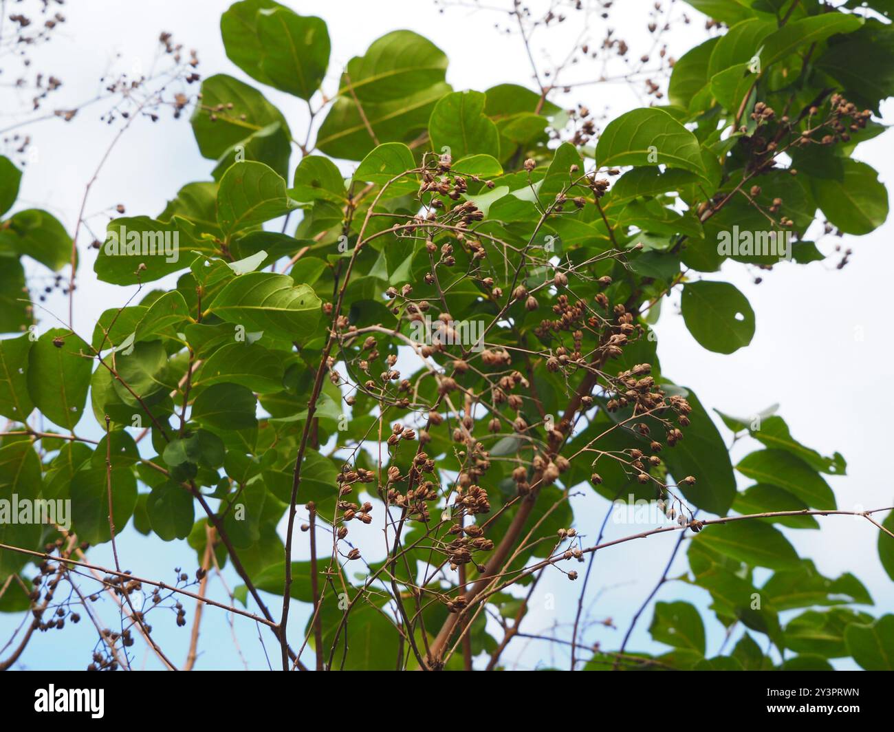 Subcostate Crape Myrtle (Lagerstroemia subcostata) Plantae Stock Photo ...