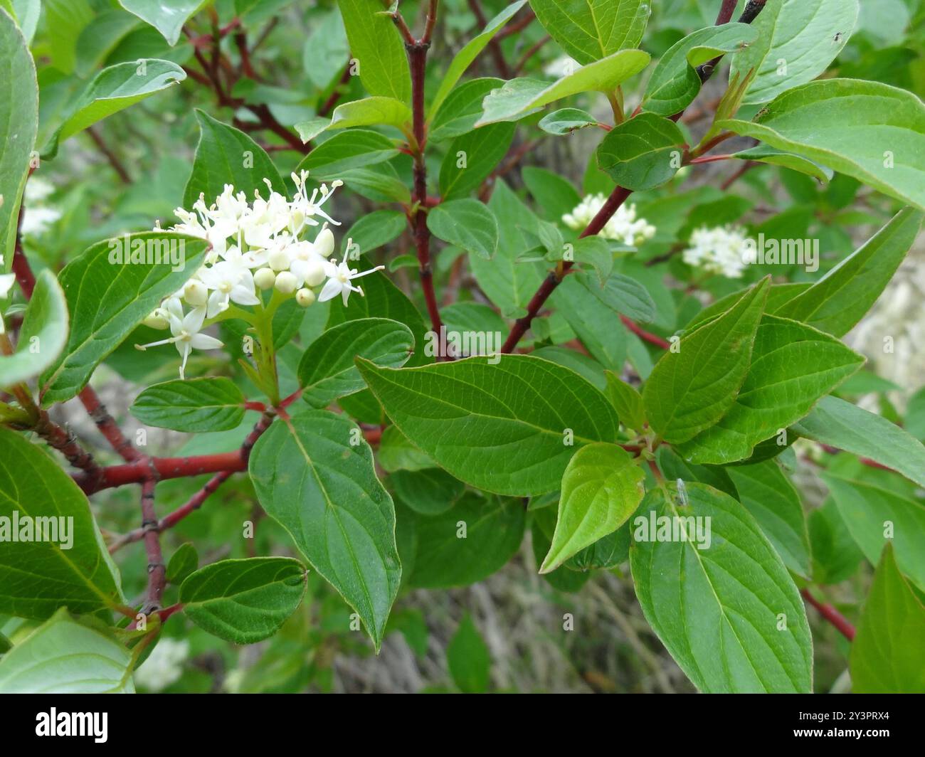 red osier dogwood (Cornus sericea) Plantae Stock Photo - Alamy