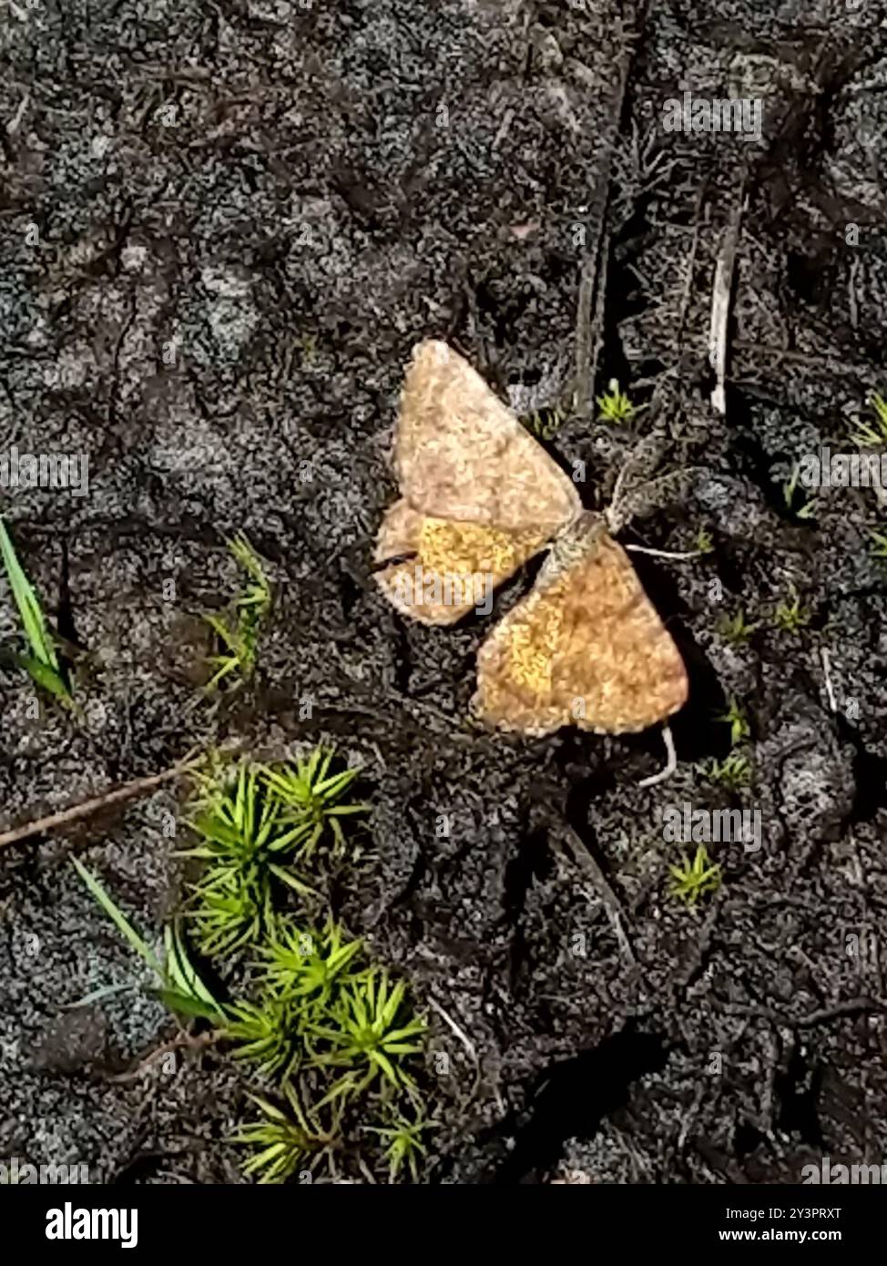 Cranberry Spanworm Moth (Ematurga amitaria) Insecta Stock Photo - Alamy